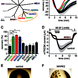 MARK1, 2 and 3 inhibit TRESK, BRSK1 is a possible regulator, whereas ...