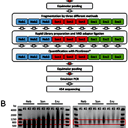 Workflow for fragmentation and NGS sequencing of long-range PCR fragments.