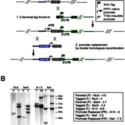Isolation of a conditional PPP1 mutant by promoter replacement.