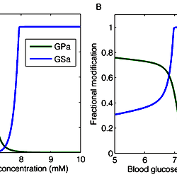 Fractional activation of GPa and GSa plotted against blood glucose ...
