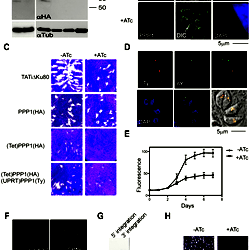 PPP1 is essential for parasites growth.