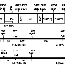 Schematic representation of three full-length infectious clones derived ...