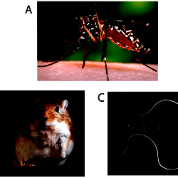 Propagation of the Brugia malayi life cycle.