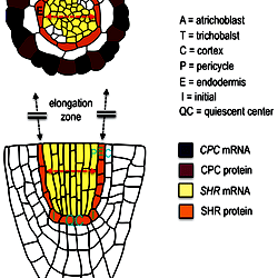 Diagram of the Arabidopsis root.