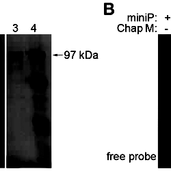 Purification and functional characterization of the miniP protein.