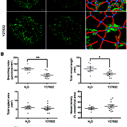 Analysis of angiogenesis in Y-27632 treated allantois explants.