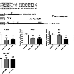 Target specificity of miR-181 family members.