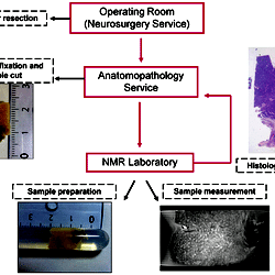 Scheme showing the protocol followed in this study.