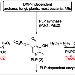 PLP formation catalyzed by PNPOx and associated vitamin B6 metabolic ...