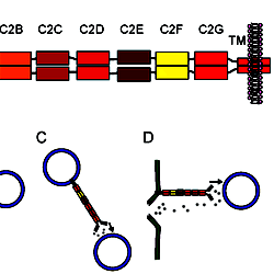 Schematic model of dysferlin protein.