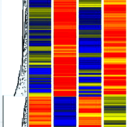 Heat map and dendrogram of differentially expressed transcripts.