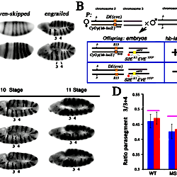 Effect of altered S2Es on Engrailed expression.