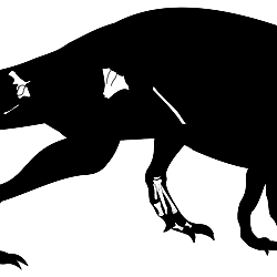 Silhouette reconstruction of the skeleton of Leyesaurus marayensis ...