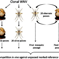 Serial and alternate passage experimental design.