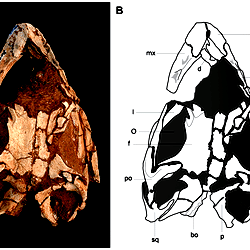 Skull of the new basal sauropodomorph Leyesaurus marayensis (PVSJ 706).