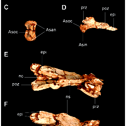 Atlas-axis complex of the new basal sauropodomorph Leyesaurus ...