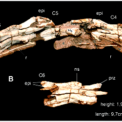 Cervical vertebrae of the new basal sauropodomorph Leyesaurus ...