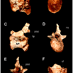 Caudal vertebrae of the new basal sauropodomorph Leyesaurus marayensis ...
