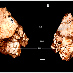 Preserved elements of the pectoral girdle of the new basal ...