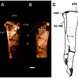 Metatarsal III of the new basal sauropodomorph Leyesaurus marayensis ...