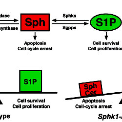 Schematic of S1P-SPHK1 and model of S1P-Sphingosine/ceramide balance.
