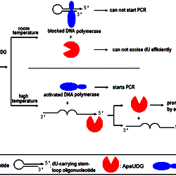 Schematic cartoon of hot-start PCR by Pfu DNA polymerase.