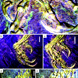 Photographs of the feet of IVPP V13156 and IVPP V13168.