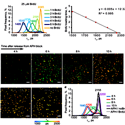 Tracing of cell cycle and duration of S phase in live HCT116 cells.