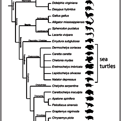 Phylogeny of sea turtles.