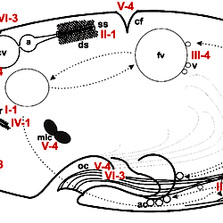 Summary of CRC localization studies revealing a widely different and ...