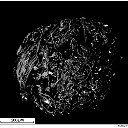 SEM image of a stored food sphere.