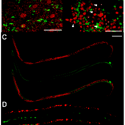 Pyknotic nuclei and morphology defects observed in the germline and ...