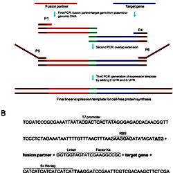 Three-step PCR reactions to assemble linear expression template.