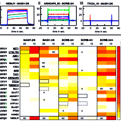Overview of SPR experimental data.