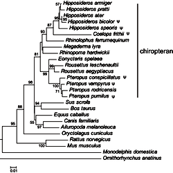 Phylogenetic tree based on GULO genes.