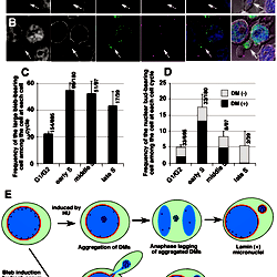 Cell cycle dependency and graphical summary of the blebbing and budding.