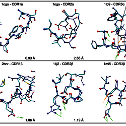 A selection of CDR structures successfully modeled by the single-loop ...