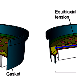 FlexCell© system for 2D-loading of tenocytes.