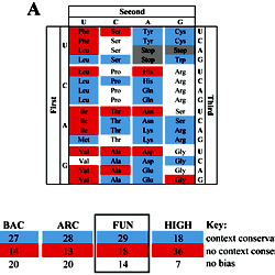 The conservation of codon context depends on the nature of the codon ...