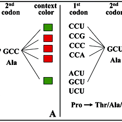 Codon context model.