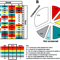 Specific patterns single codon and codon-context conservation.