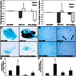 The requirement of Spp1 for Sox9-mediated matrix mineralization.