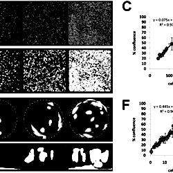 Comparison of confluency and cell number measurements in 2D and 3D culture.