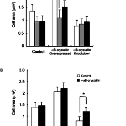 Cell morphology and αB-crystallin level.