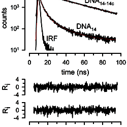 Long lifetime of pyrene-4-maleimide excimer emission.