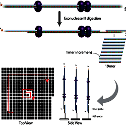 Schematic of tiling array design.
