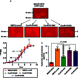 Strain creation schematic and characterization.