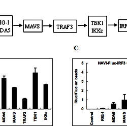 Comparison of IRF3 dimerization using the DLR-PD assay and activation ...