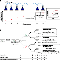 The conceptual process of ALE and calculations used to characterize ALE.