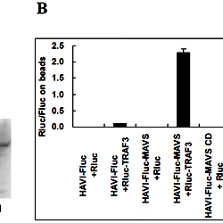 Application of the DLR-PD assay to the domain mapping of the ...
